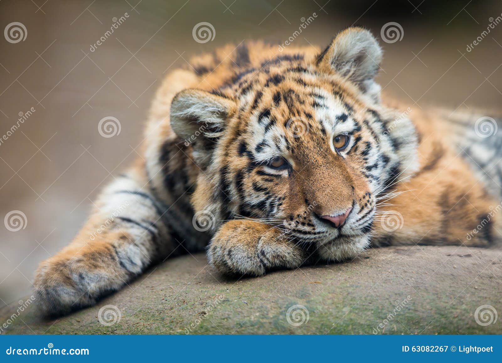 Cute Tiger Wall Calendar Template For 2022, Year Of The Tiger, Chinese ...