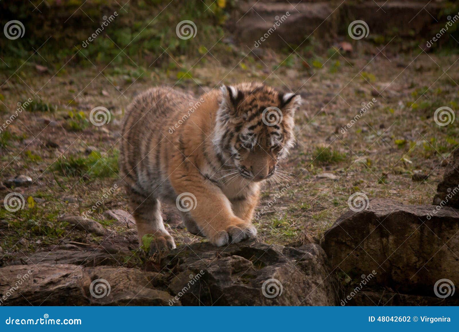 Cute Tiger Cub Walking in the Jungles Stock Photo - Image of animal ...