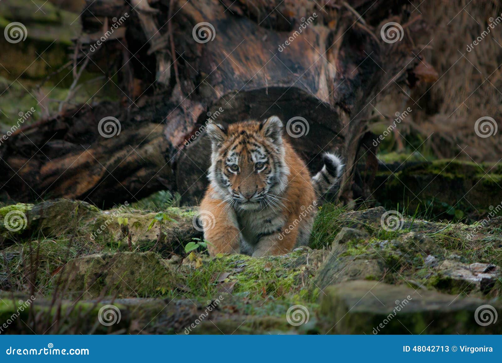 Cute Tiger Cub Walking in the Jungles Stock Image - Image of feline ...