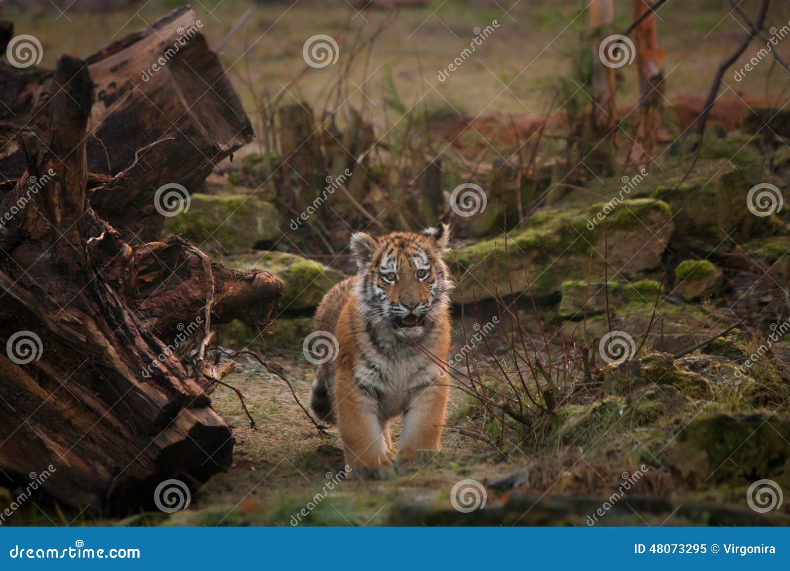 Cute Tiger Cub Walking in the Jungles Stock Image - Image of danger ...
