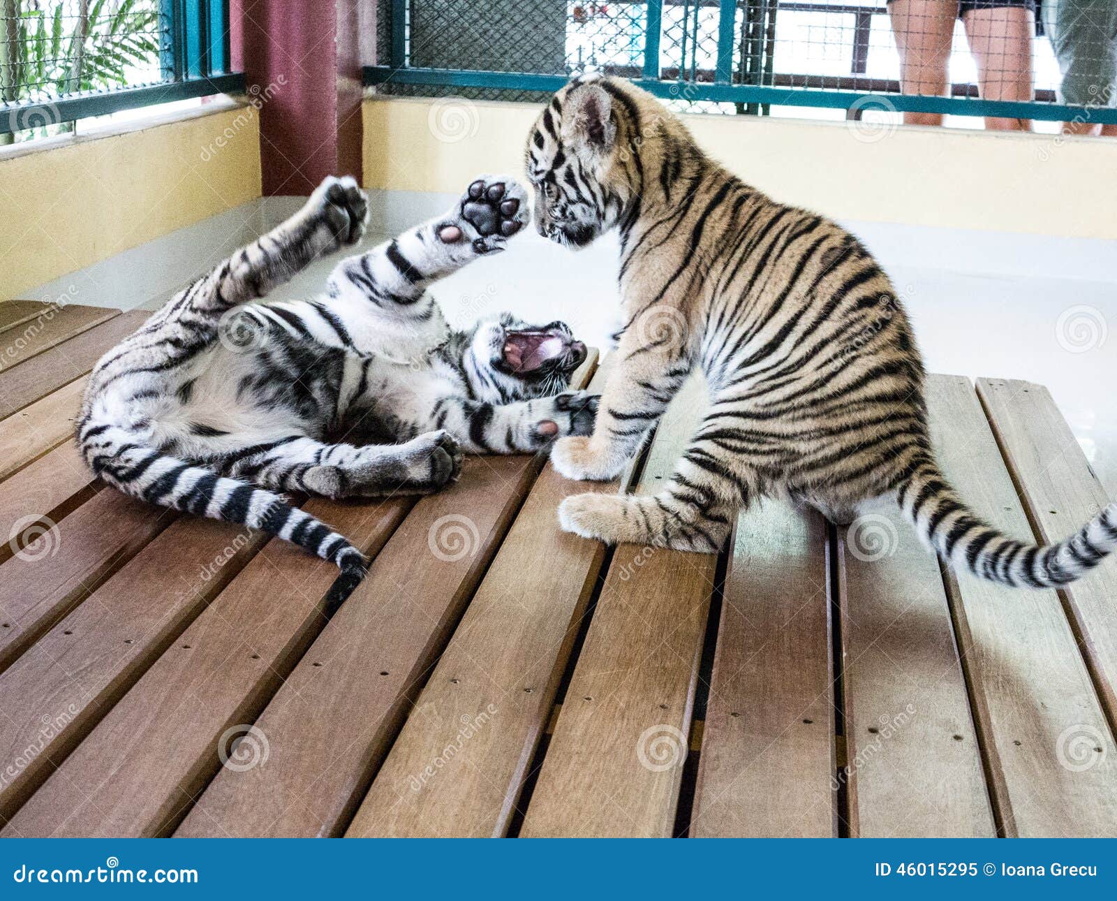 Cute Tiger cubs playing stock image. Image of feline - 46015295