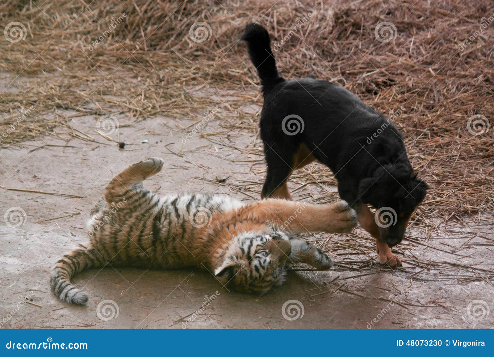 Tiger Playing With Dog