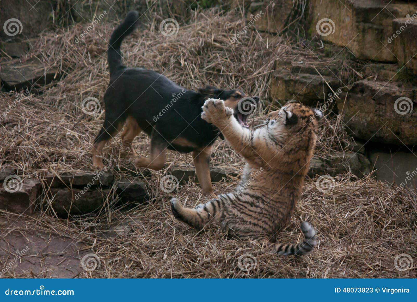 Cute Tiger Pup Playing with Dog Stock Image - Image of freedom, malayan ...