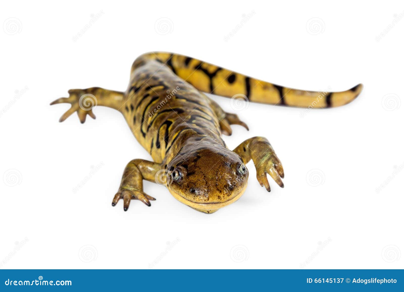 Cute Tiger Salamander Lizard Stock Image - Image of nature, ambystoma ...