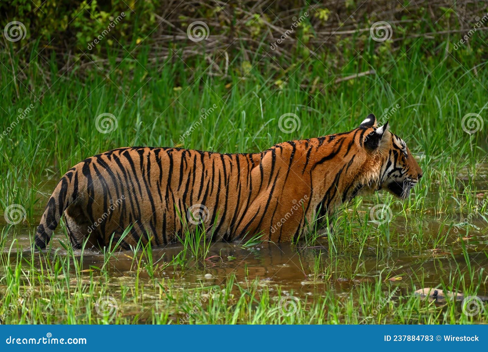 Cute Tiger Swimming on a River in a Jungle Stock Image - Image of ...