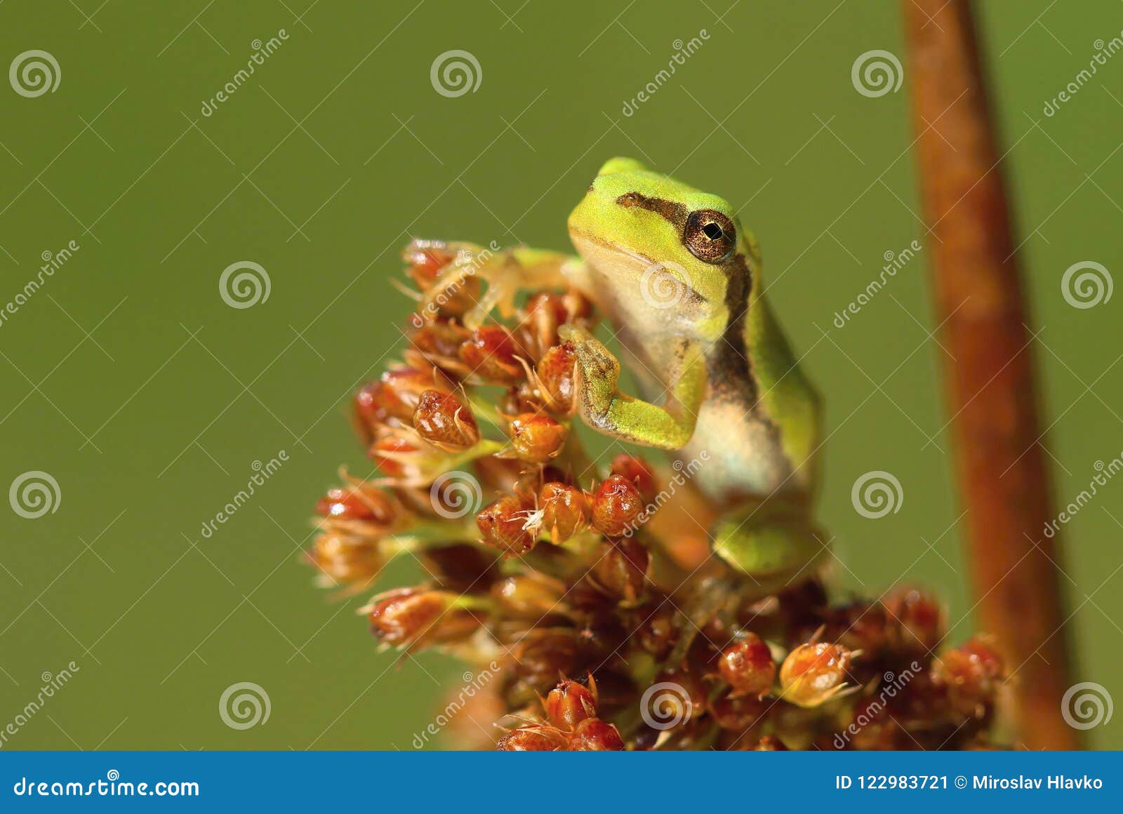Cute tiny baby tree frog stock image. Image of animal - 122983721