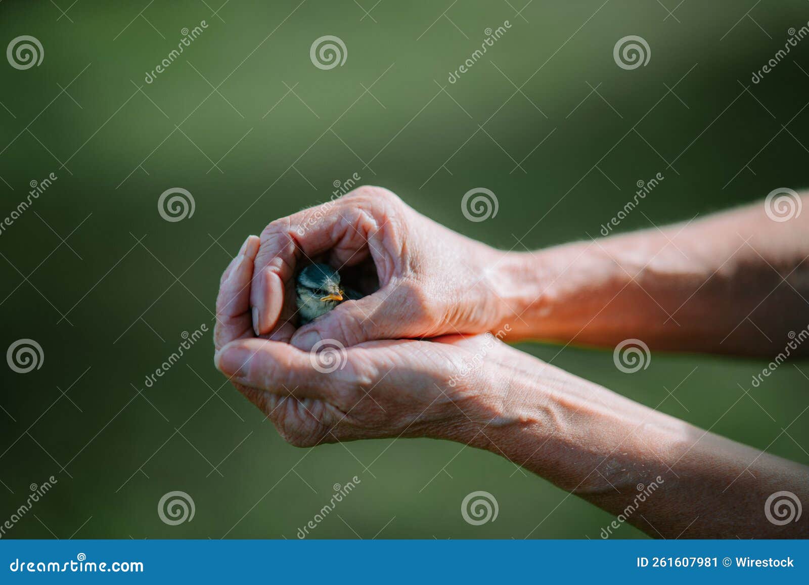 Cute Tiny Bird Cuddled in the Hands of an Old Person Against the ...