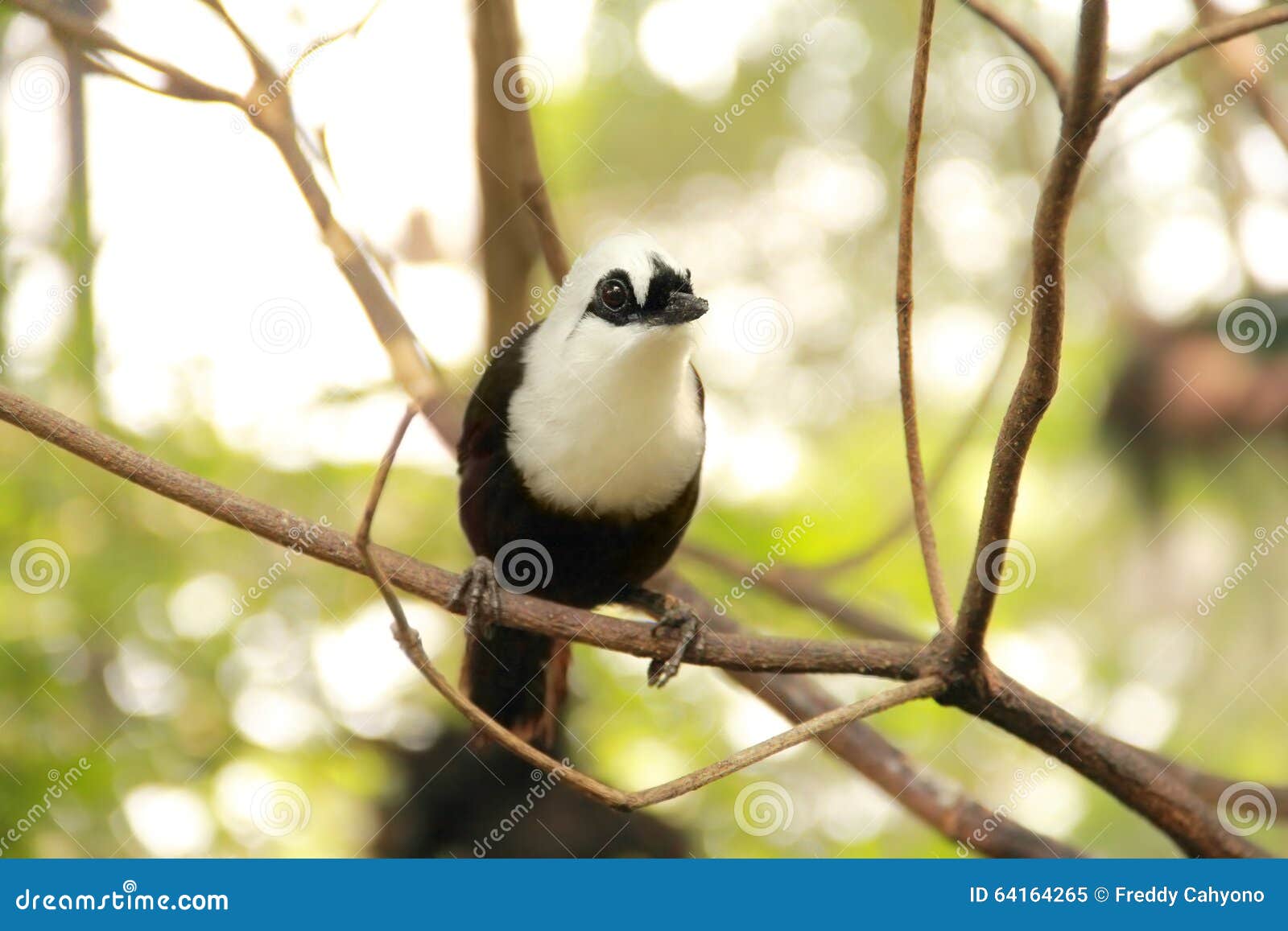 Cute Tiny Bird Hanging on a Tree Stock Image - Image of color, fauna ...