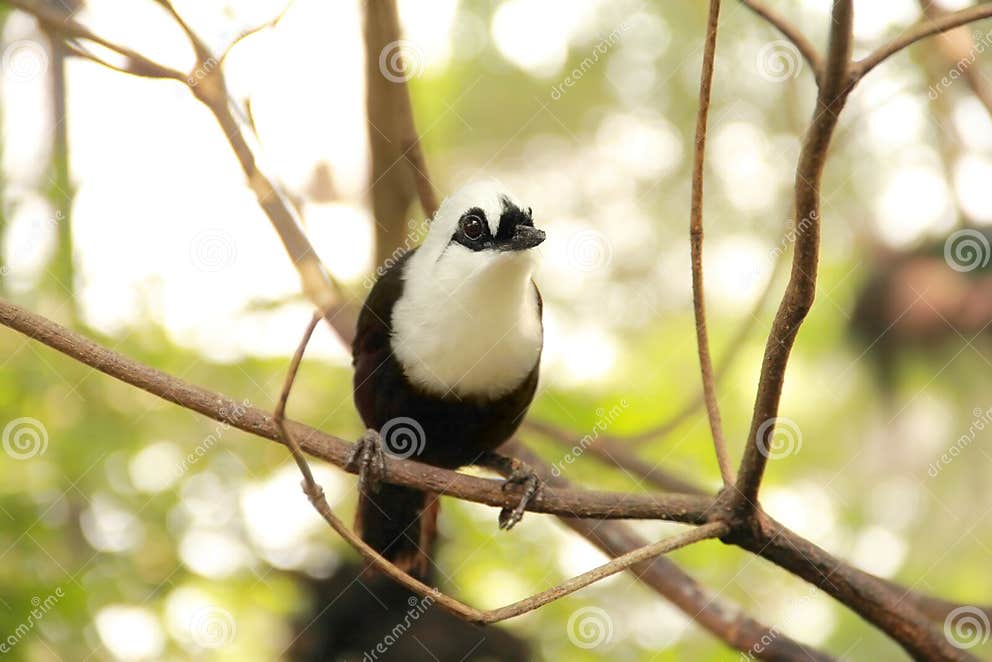 Cute Tiny Bird Hanging on a Tree Stock Image - Image of color, fauna ...