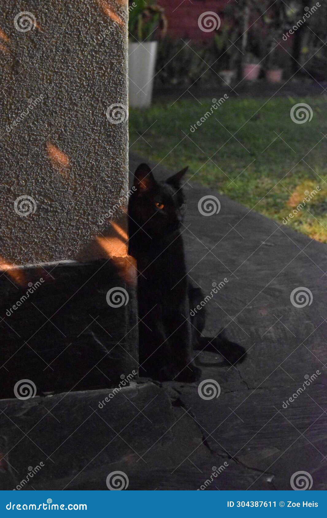 Cute tiny black cat stock image. Image of black, lighting - 304387611