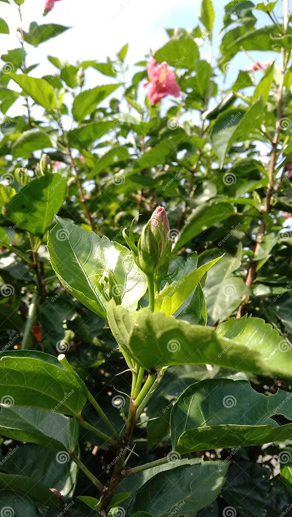 Hibiscus Flowers are in the Process of Blooming, Cool and Comfortable ...