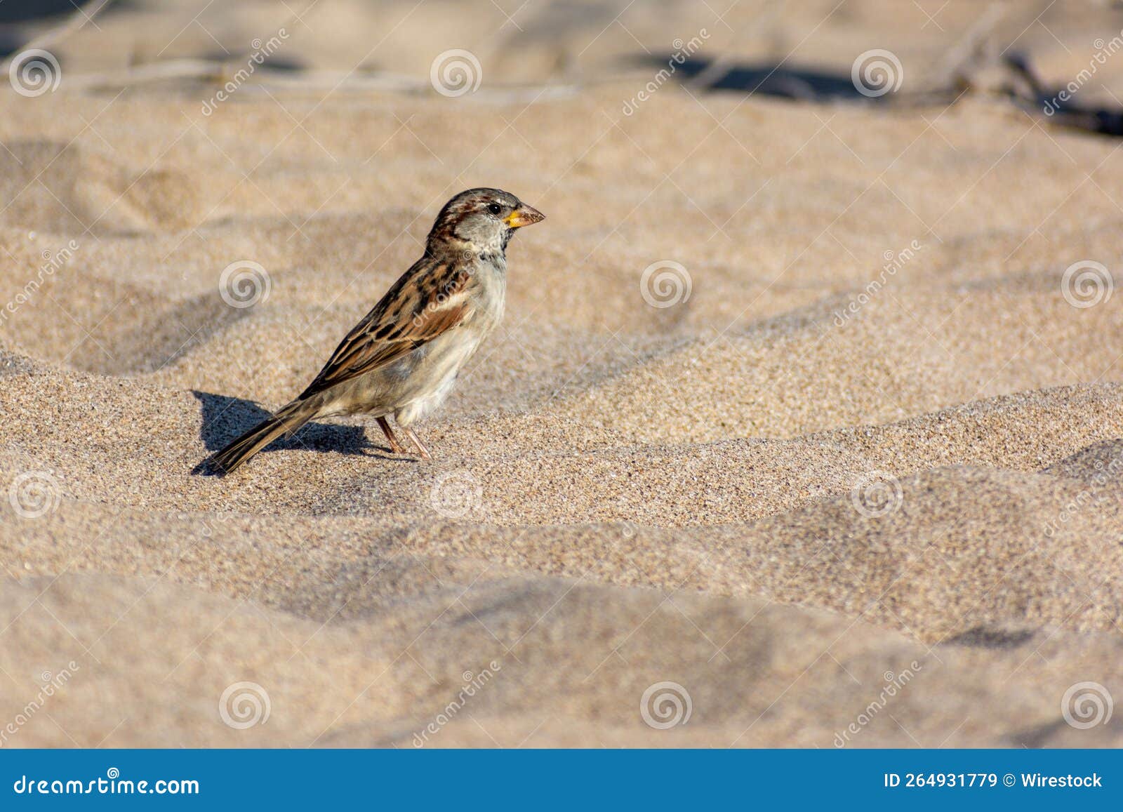 Cute Tiny House Sparrow (Passer Domesticus ) Standing on the Sand Stock ...