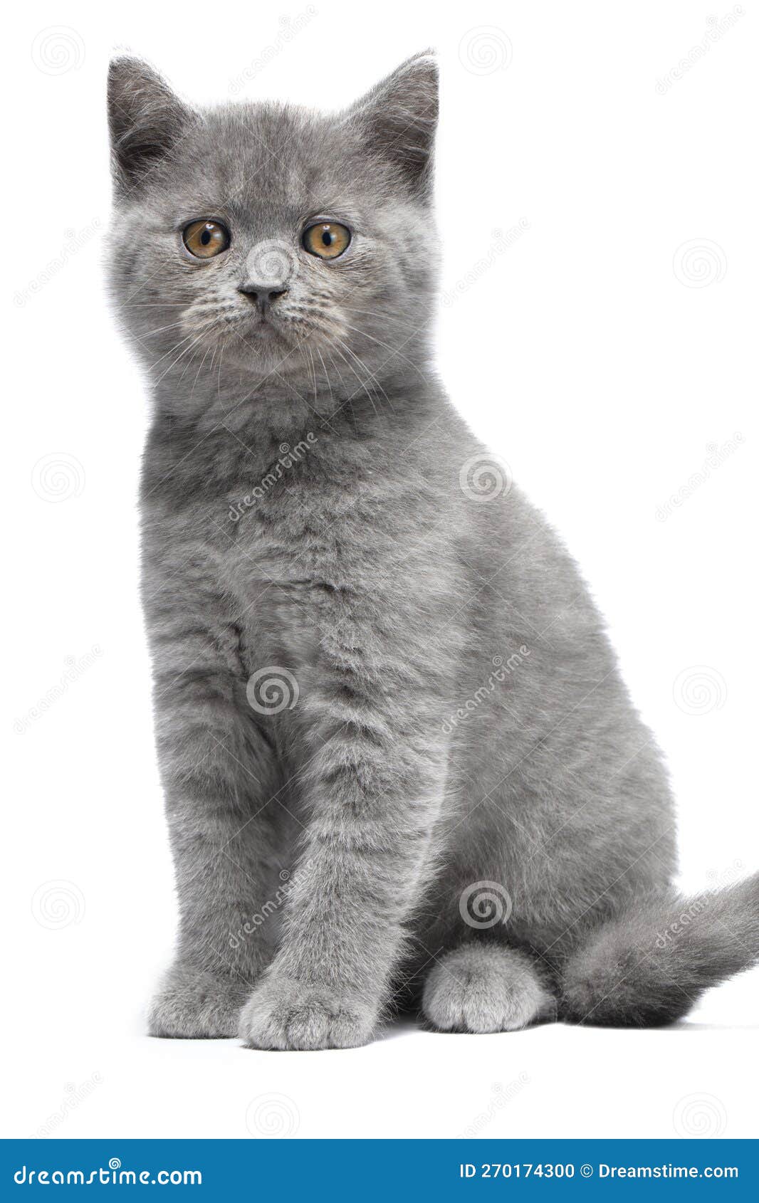 Cute Tiny Kitten Sits in Front View and Looks at Camera Stock Photo ...