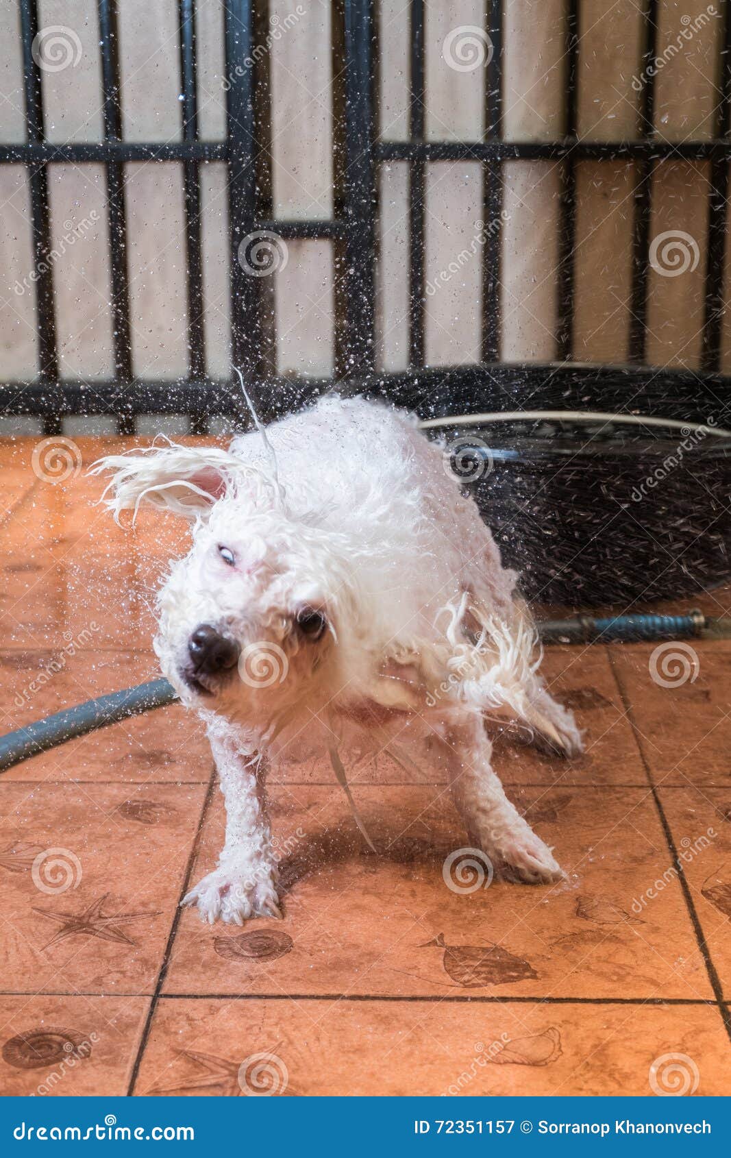 Cute Tiny Poodle Puppy Dog Taking Shower on Bath Basin. Stock Image ...