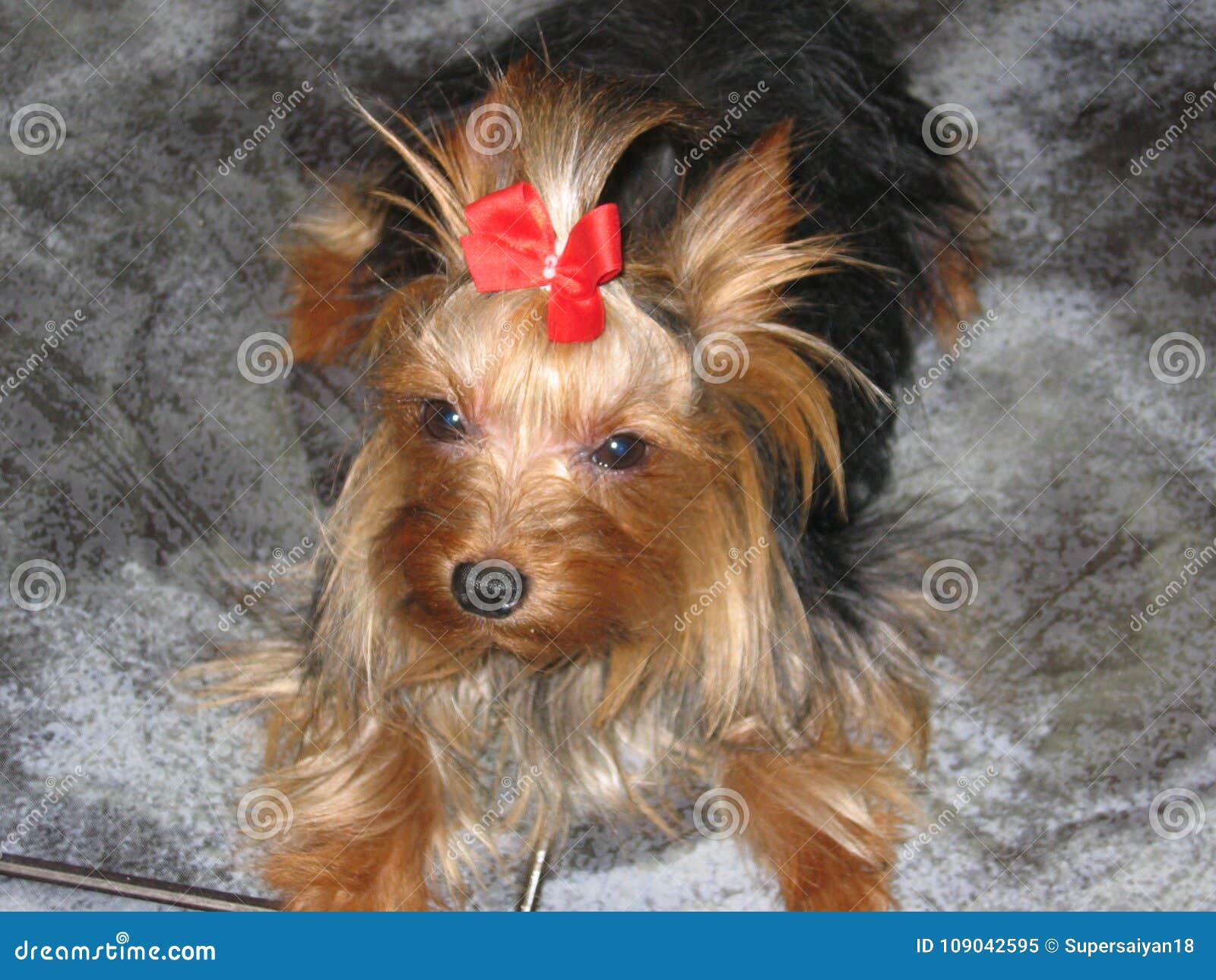 Cute Yorkshire terrier dog stock image. Image of puppy - 109042595