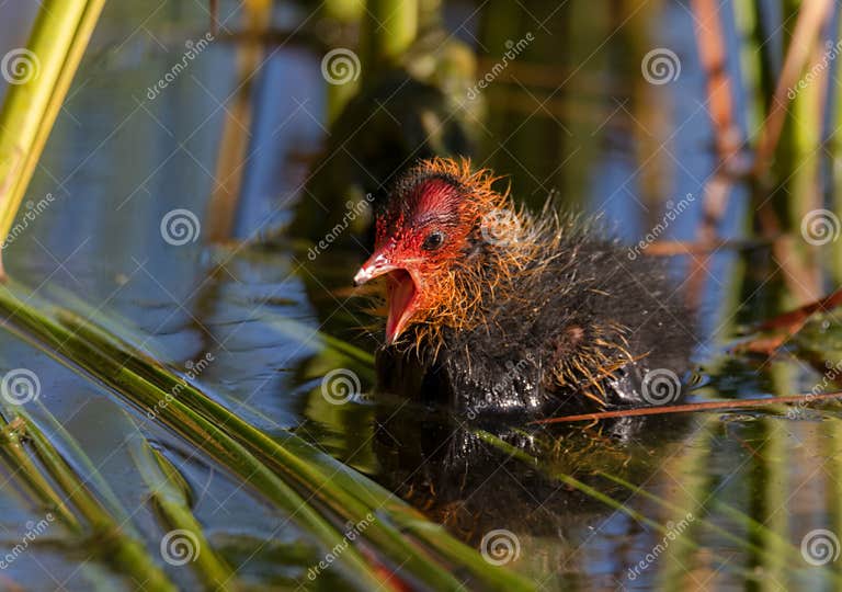 Cute Tiny Young Coot Duckling in Spring Stock Image - Image of little ...