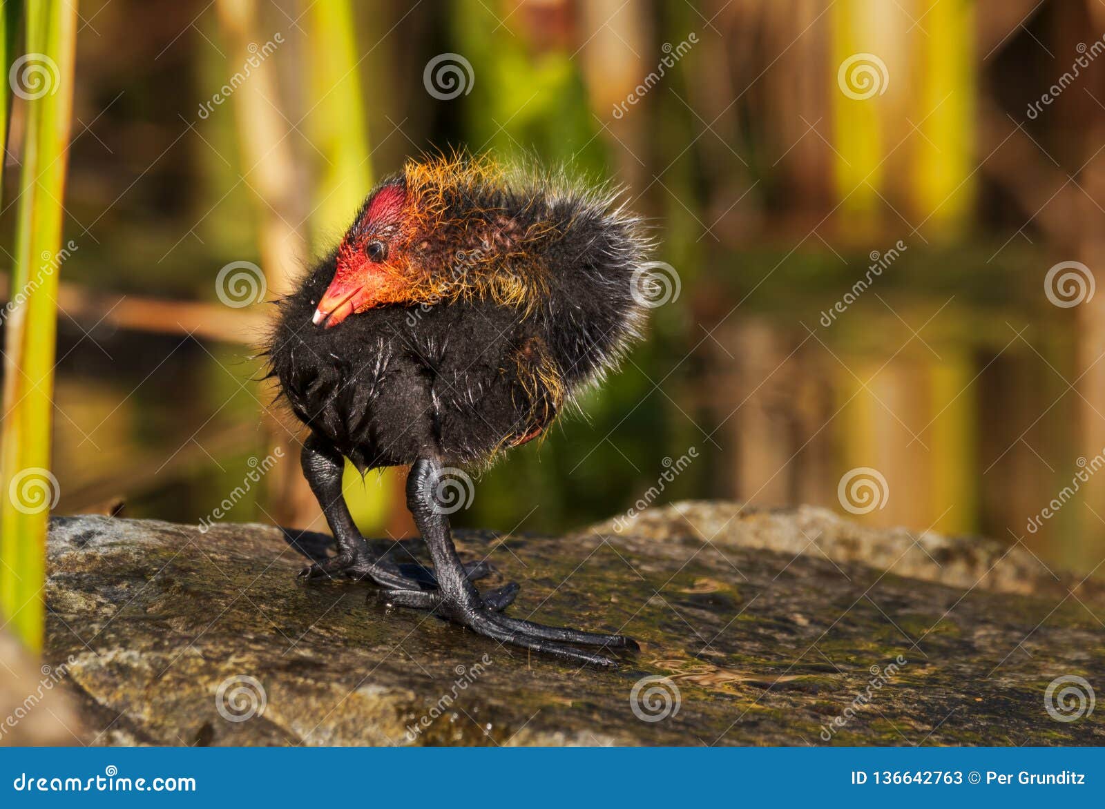 Cute Tiny Young Coot Duckling in Spring Stock Image - Image of grass ...
