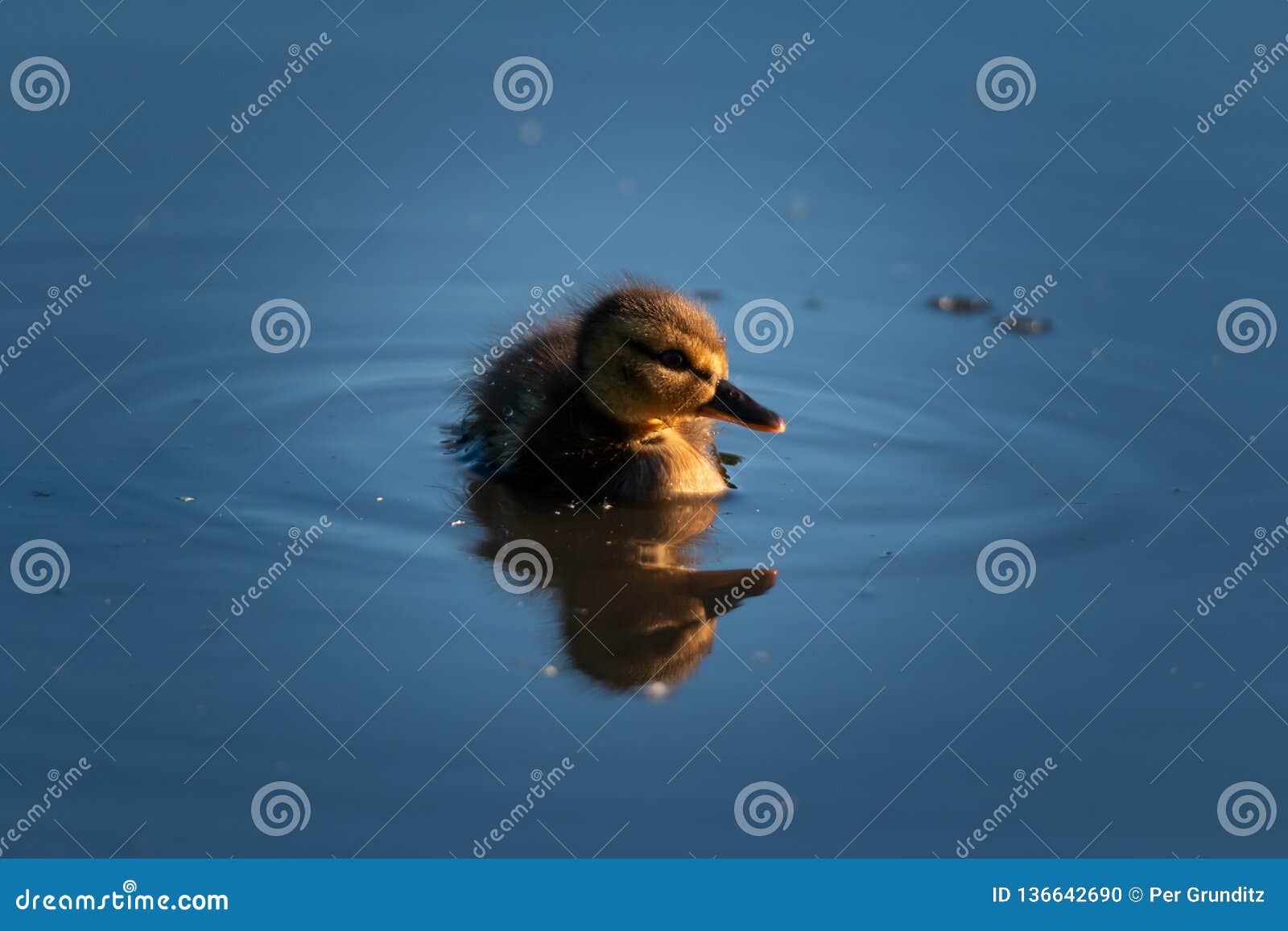 Cute Tiny Young Duckling in Spring Stock Photo - Image of feather, cute ...