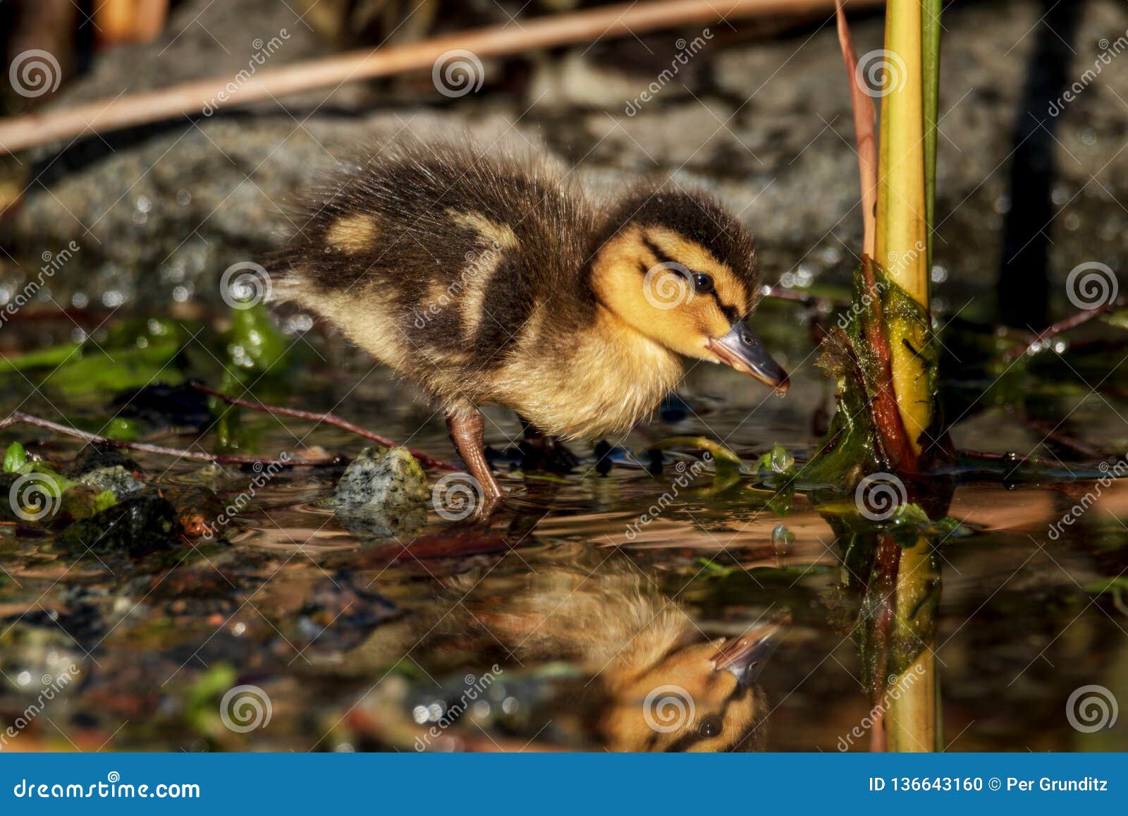 Cute Tiny Young Duckling in Spring Stock Photo - Image of wildlife ...
