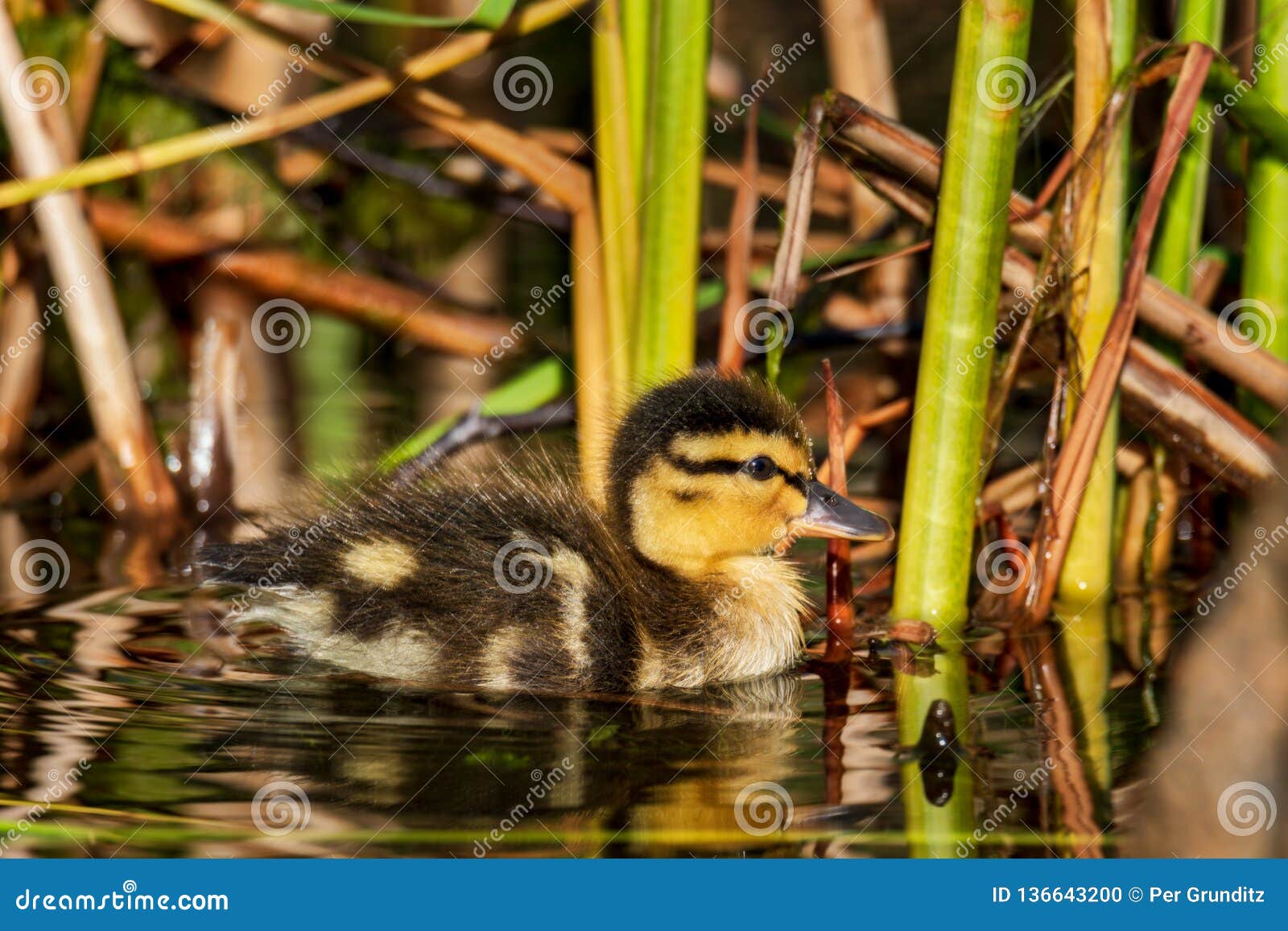 Cute Tiny Young Duckling in Spring Stock Photo - Image of feather ...