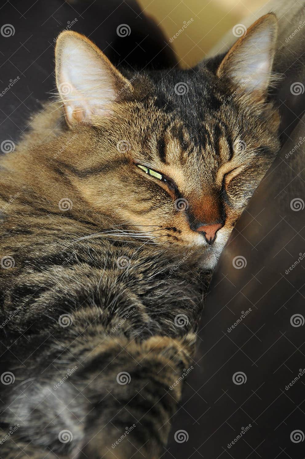 Cute tired cat stock photo. Image of close, feline, green - 18099464