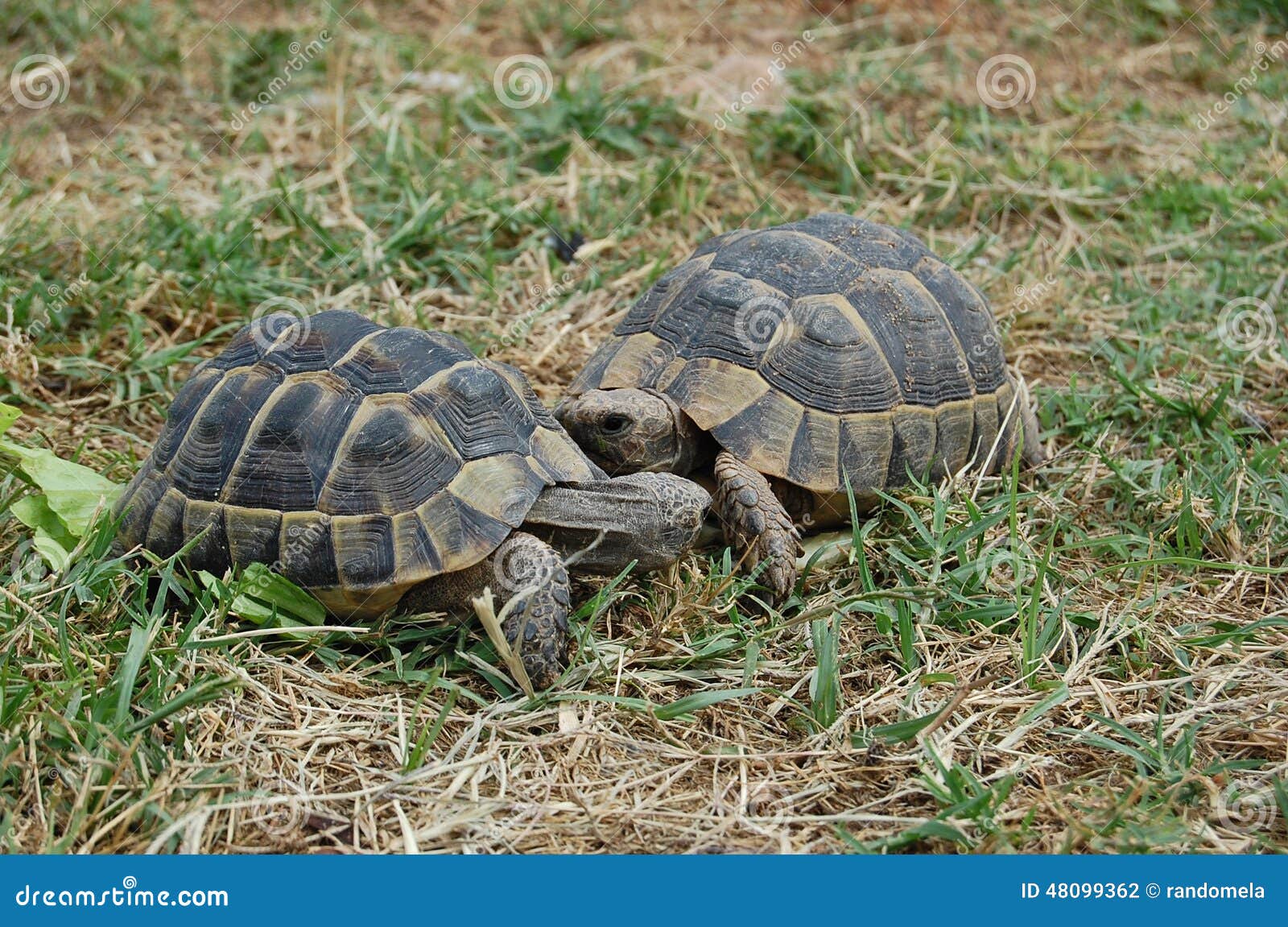 Cute tortoises couple stock photo. Image of urban, south - 48099362