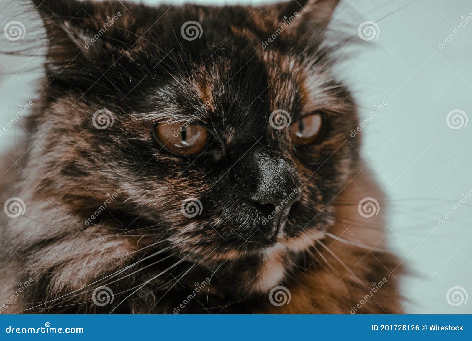 Cute tortoiseshell cat stock photo. Image of closeup - 201728126
