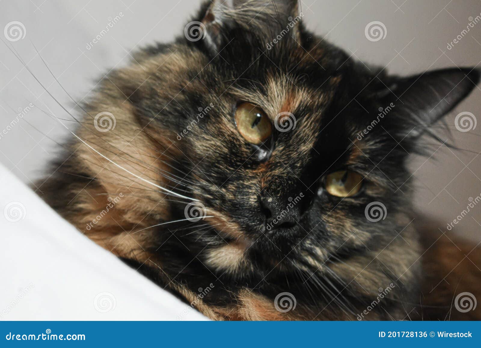 Cute Tortoiseshell Tabby Kitten With Teddy Bear Stock Photo ...