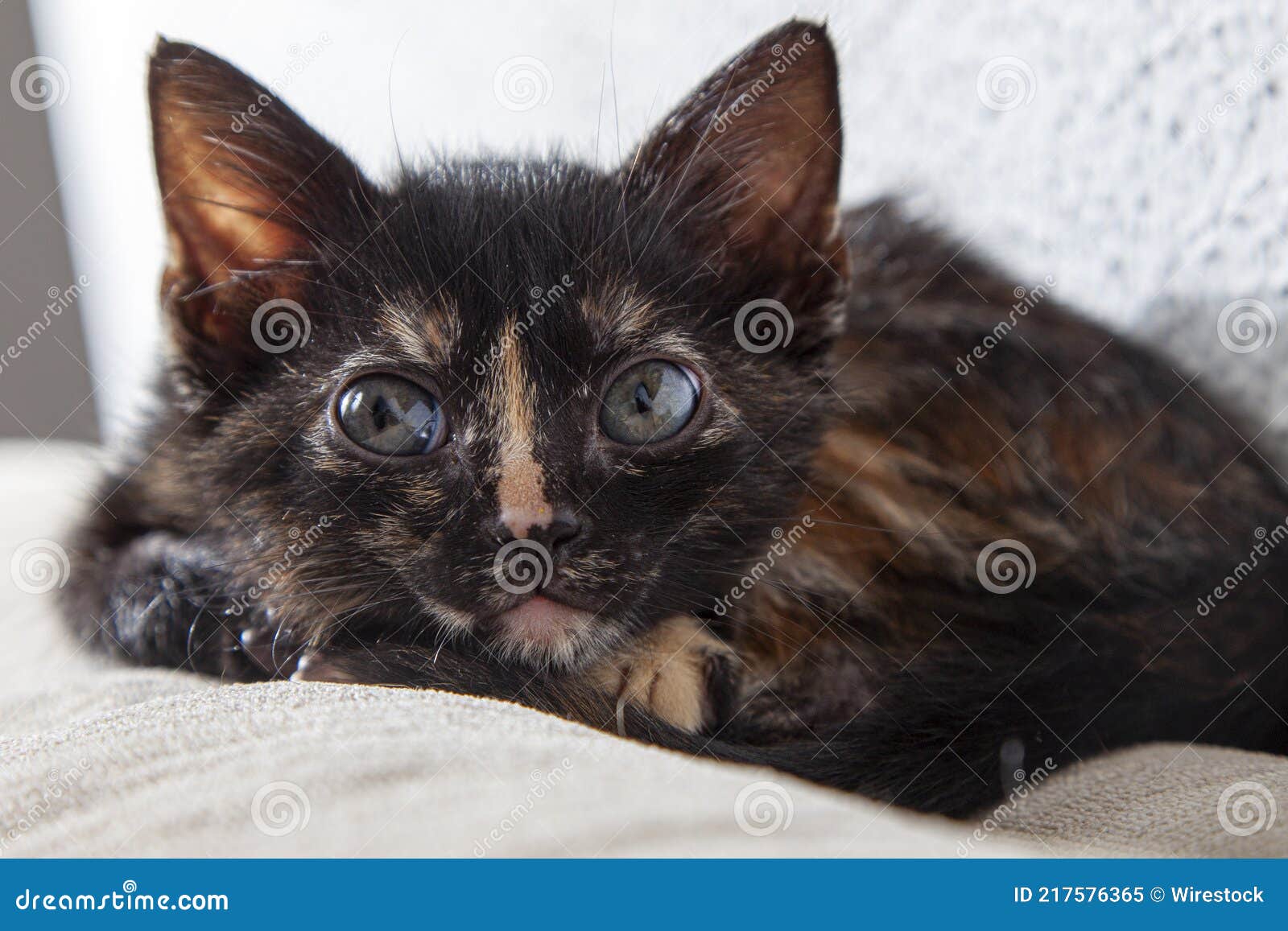 Cute Tortoiseshell Tabby Kitten With Teddy Bear Stock Photo ...