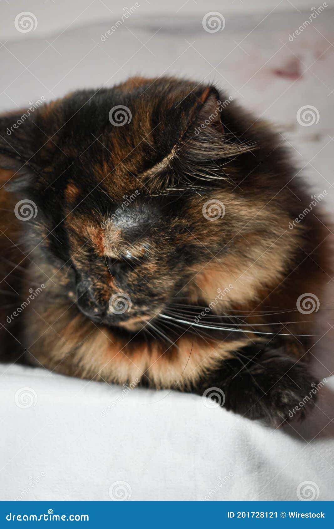 Cute tortoiseshell cat stock image. Image of mammal - 201728121