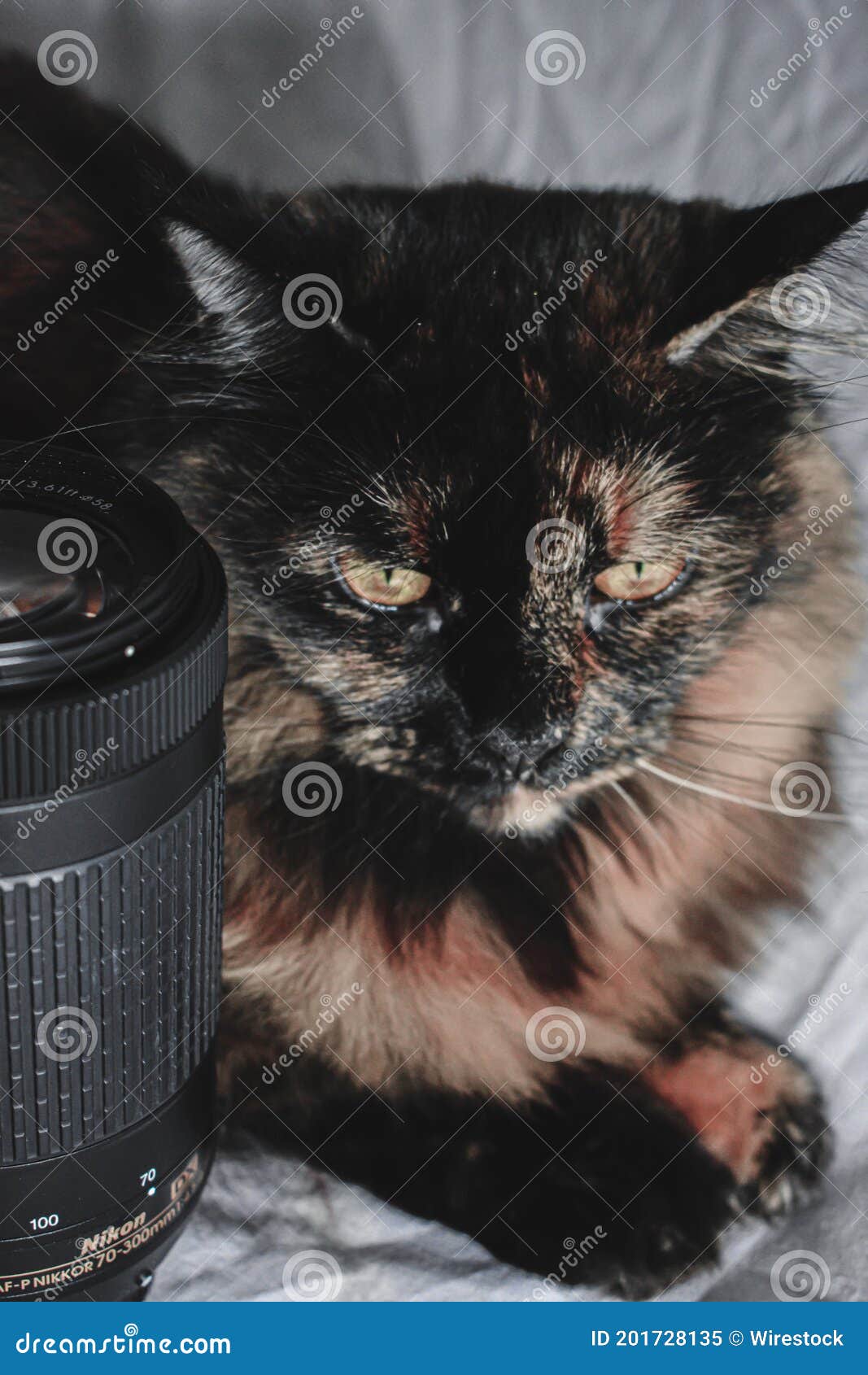 Cute Tortoiseshell Tabby Kitten With Teddy Bear Stock Photo ...