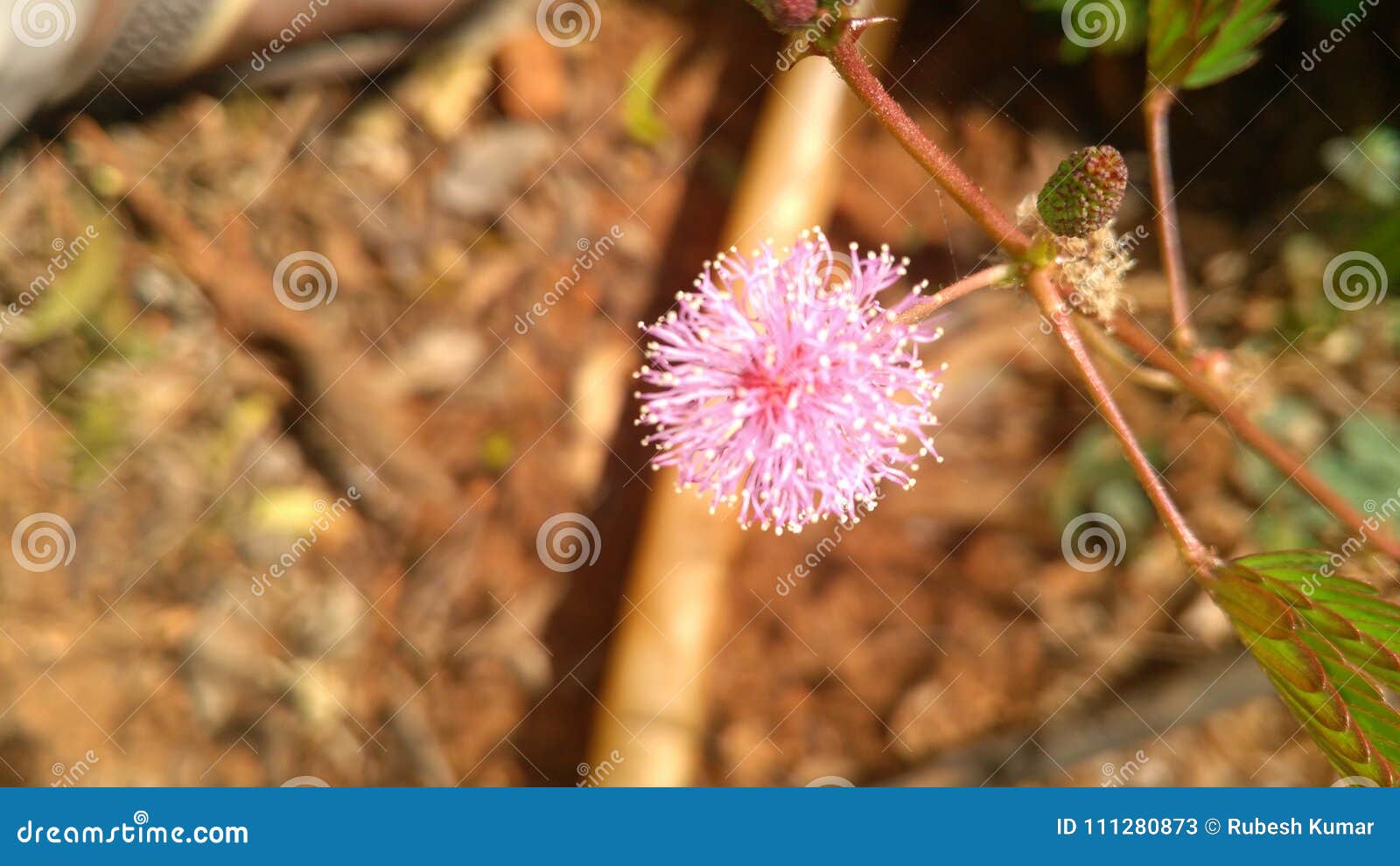 Touch me not flower stock image. Image of ball, touch - 111280873