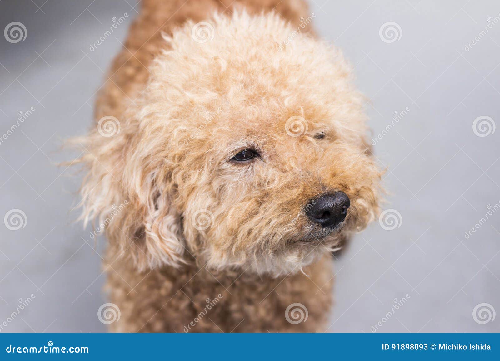 Cute Toy Poodle with Curly Fur Stock Image - Image of brown, beige ...