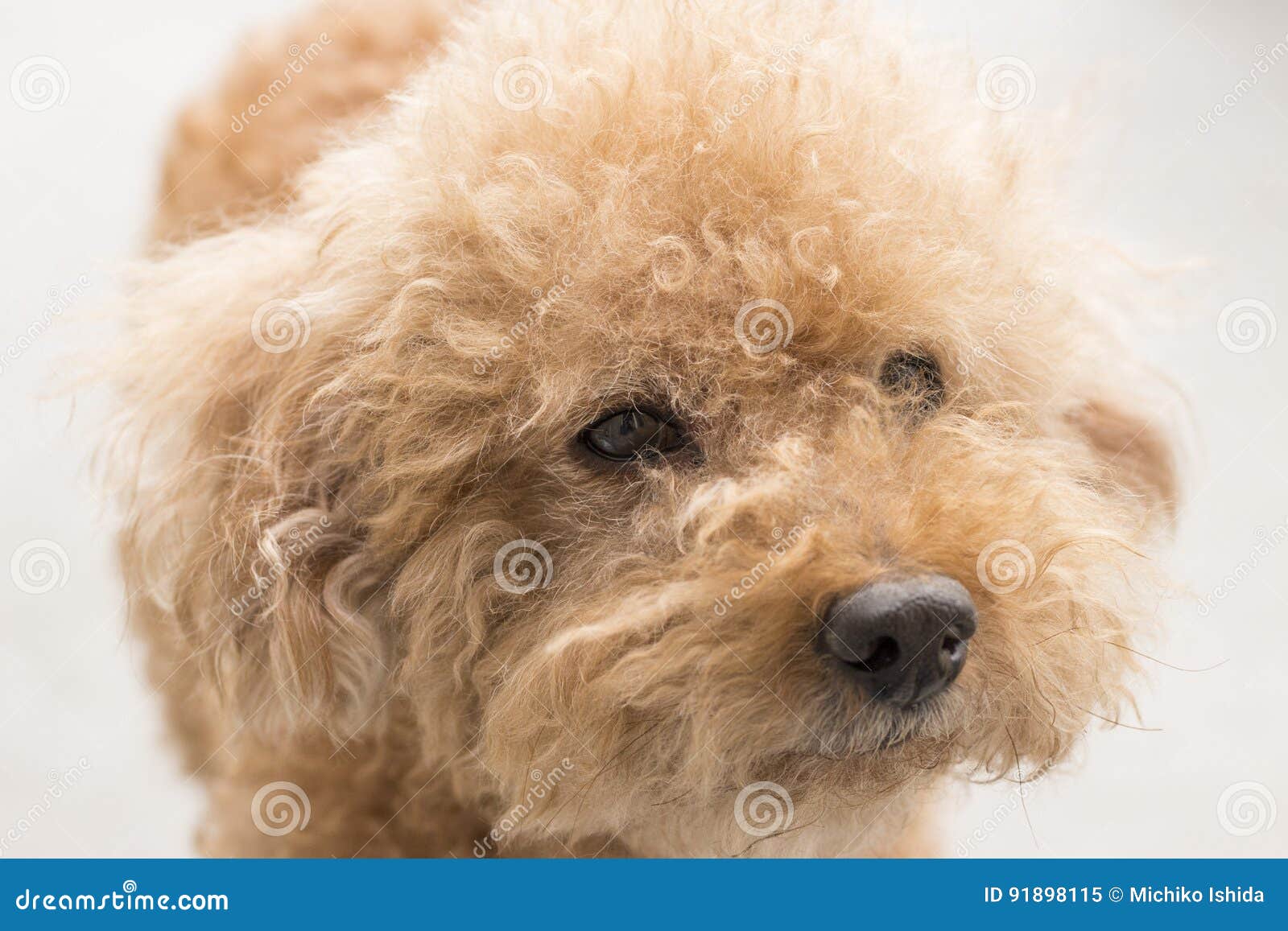 Cute Toy Poodle with Curly Fur Stock Image - Image of brown, cute: 91898115