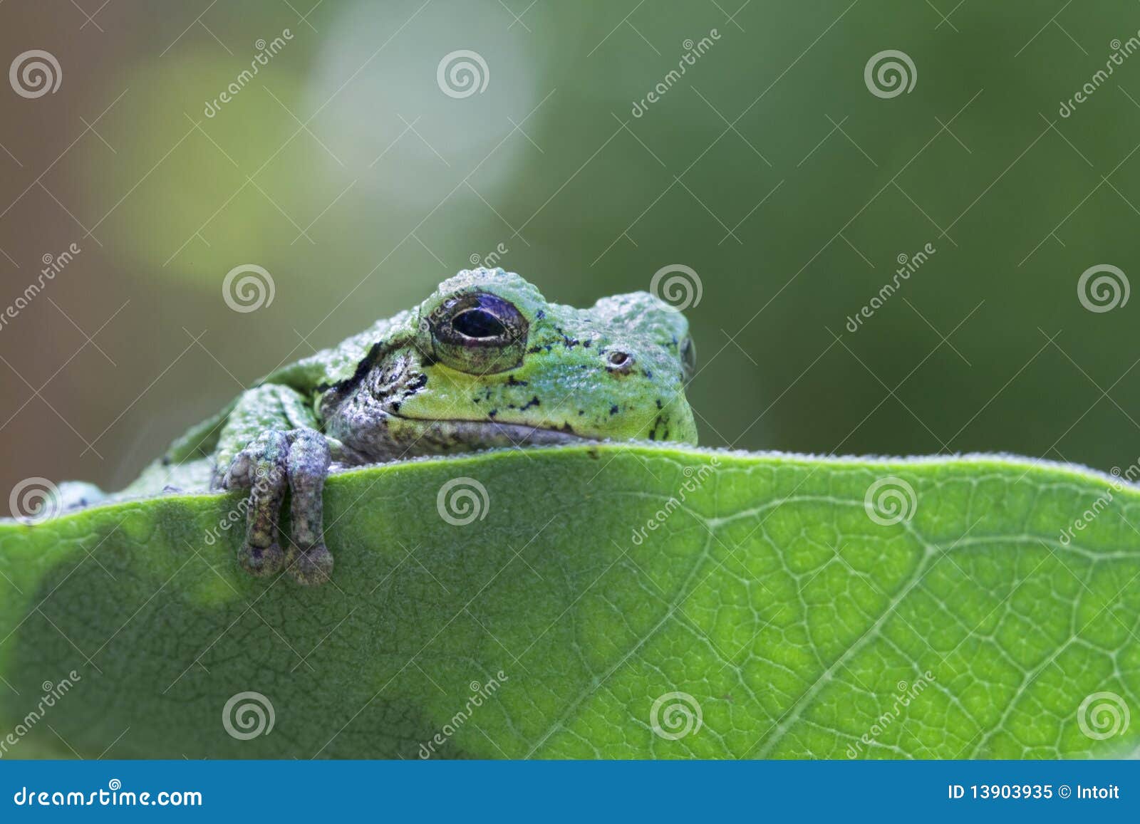 Cute Tree Frog stock image. Image of cute, macro, smiling - 13903935