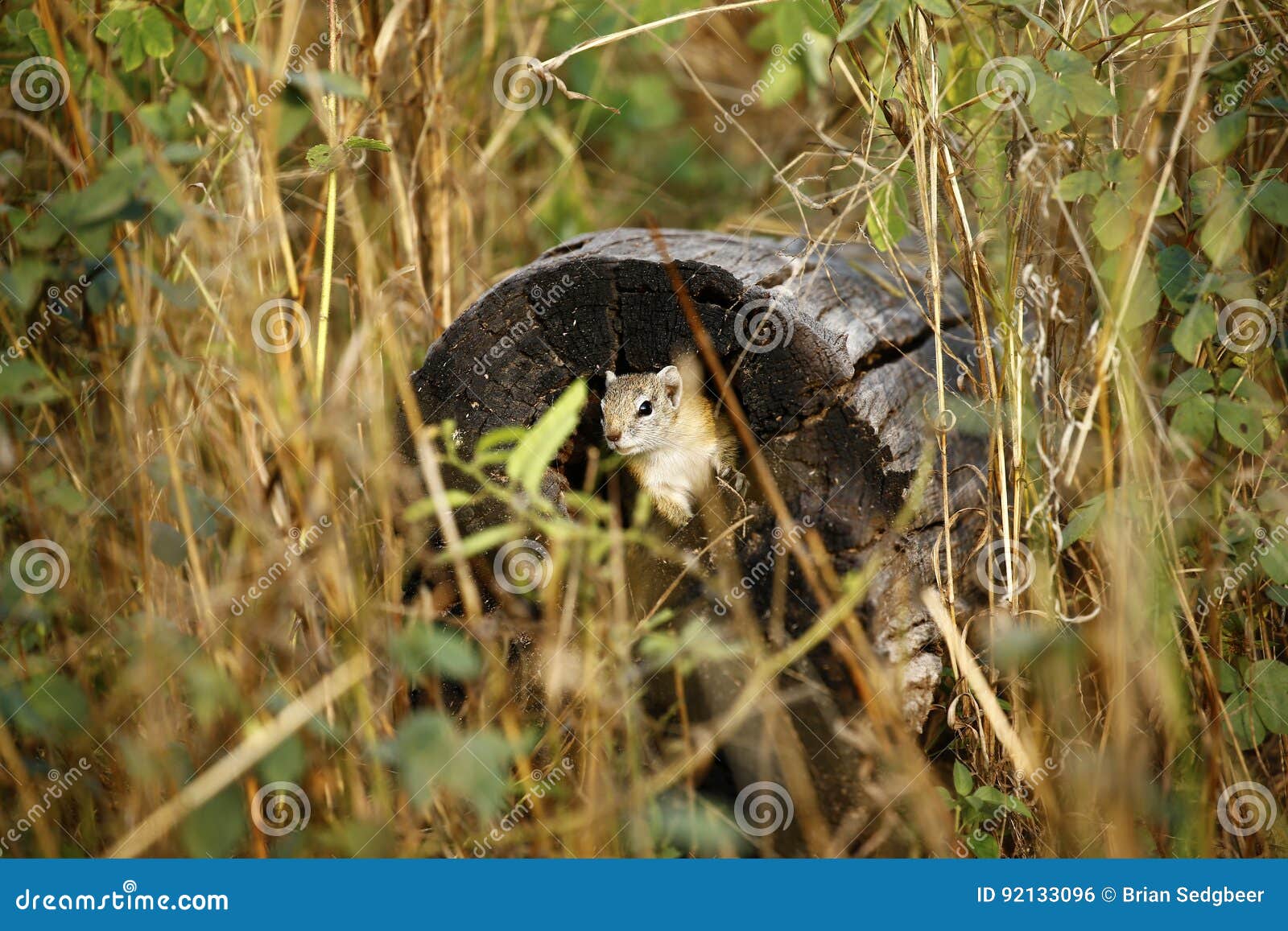 Cute Tree Frog Stock Image | CartoonDealer.com #197625373