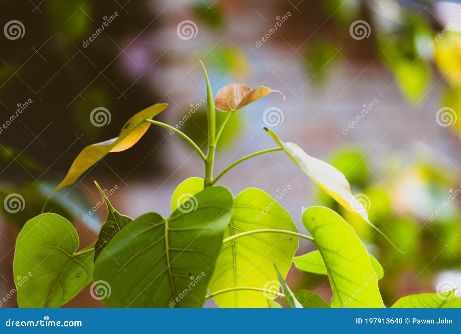 The cute tree in the world stock photo. Image of shrub - 197913640