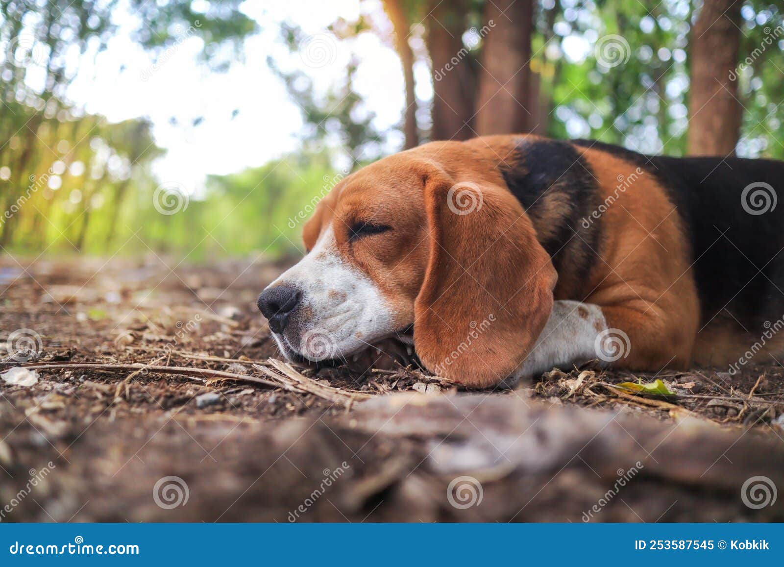 A Cute Tri-colored Beagle Dog Lay Down Outdoor Under the Tree Stock ...