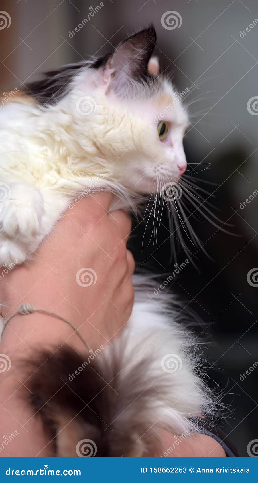 Tricolor Fluffy Cat in Hands Stock Image - Image of parquet, fluffy ...