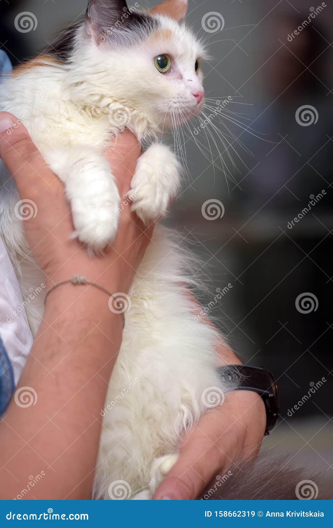 Tricolor Fluffy Cat in Hands Stock Image - Image of kitten, fluffy ...