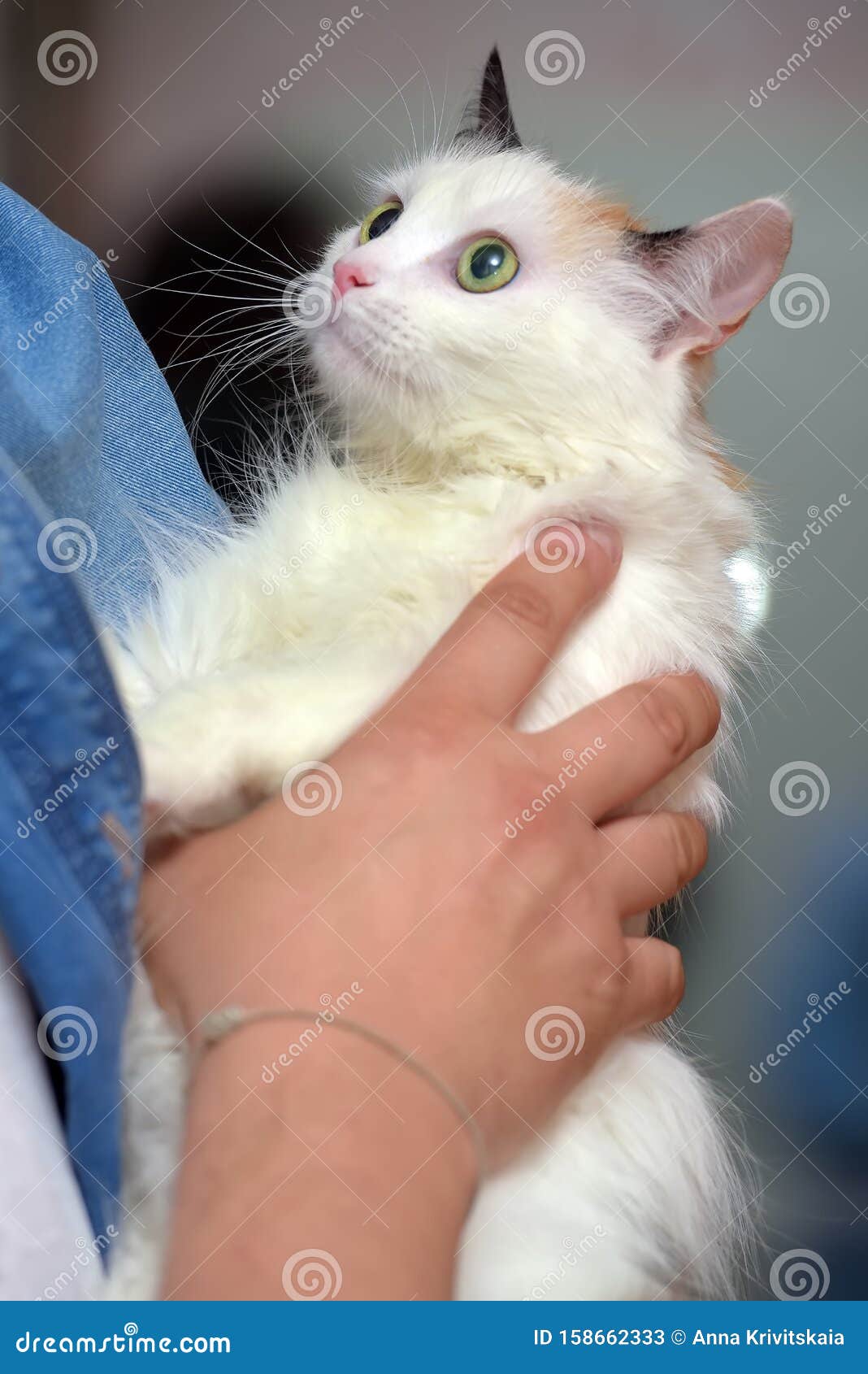 Tricolor Fluffy Cat in Hands Stock Image - Image of home, kind: 158662333