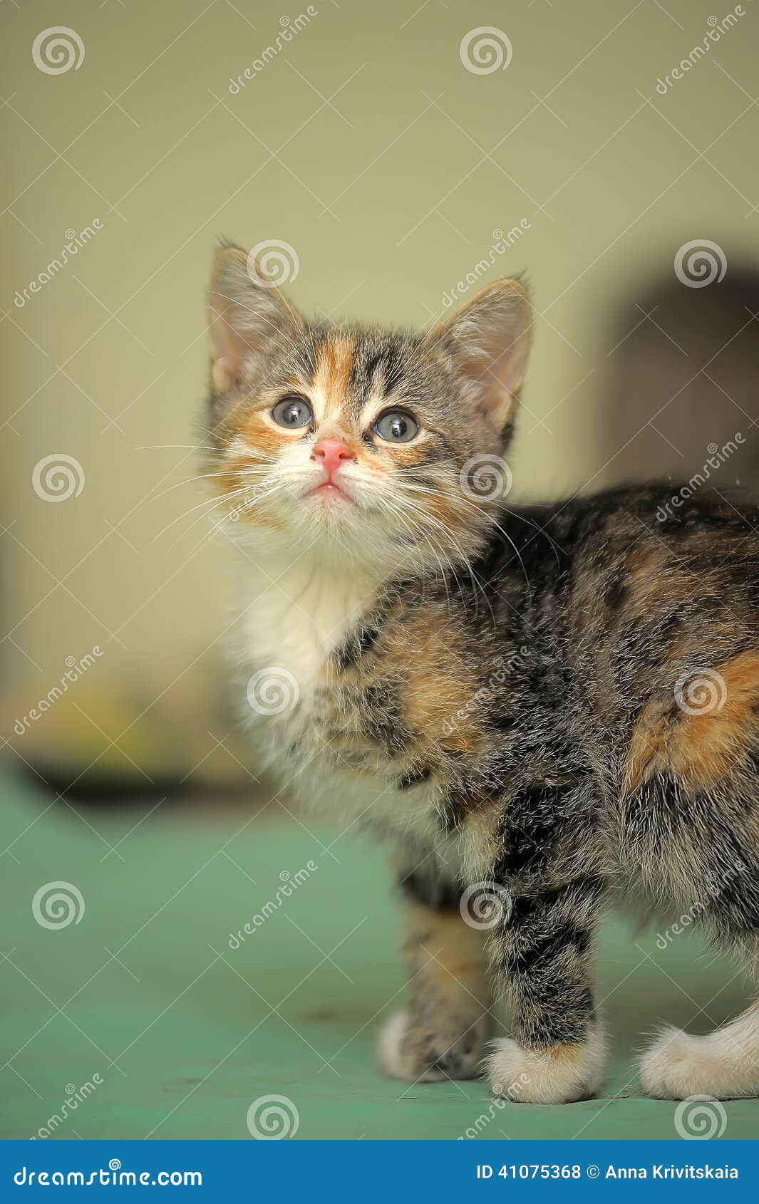 Cute tricolor kitten stock photo. Image of green, playful - 41075368