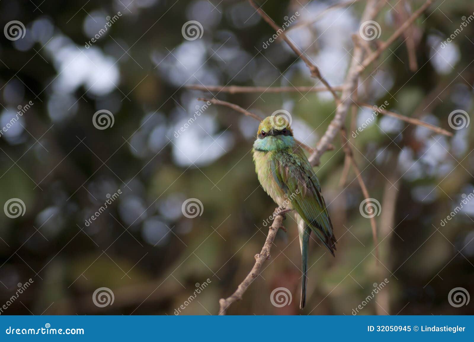 Cute tropical bird stock image. Image of blur, forest - 32050945