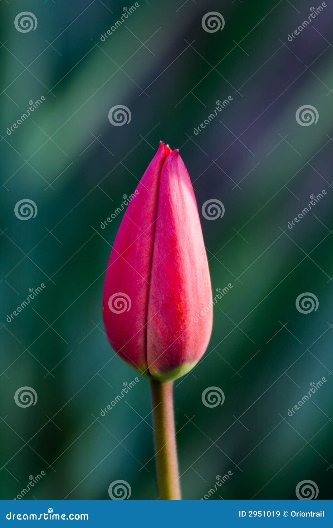 Cute tulip bud stock image. Image of natural, bunch, macro - 2951019