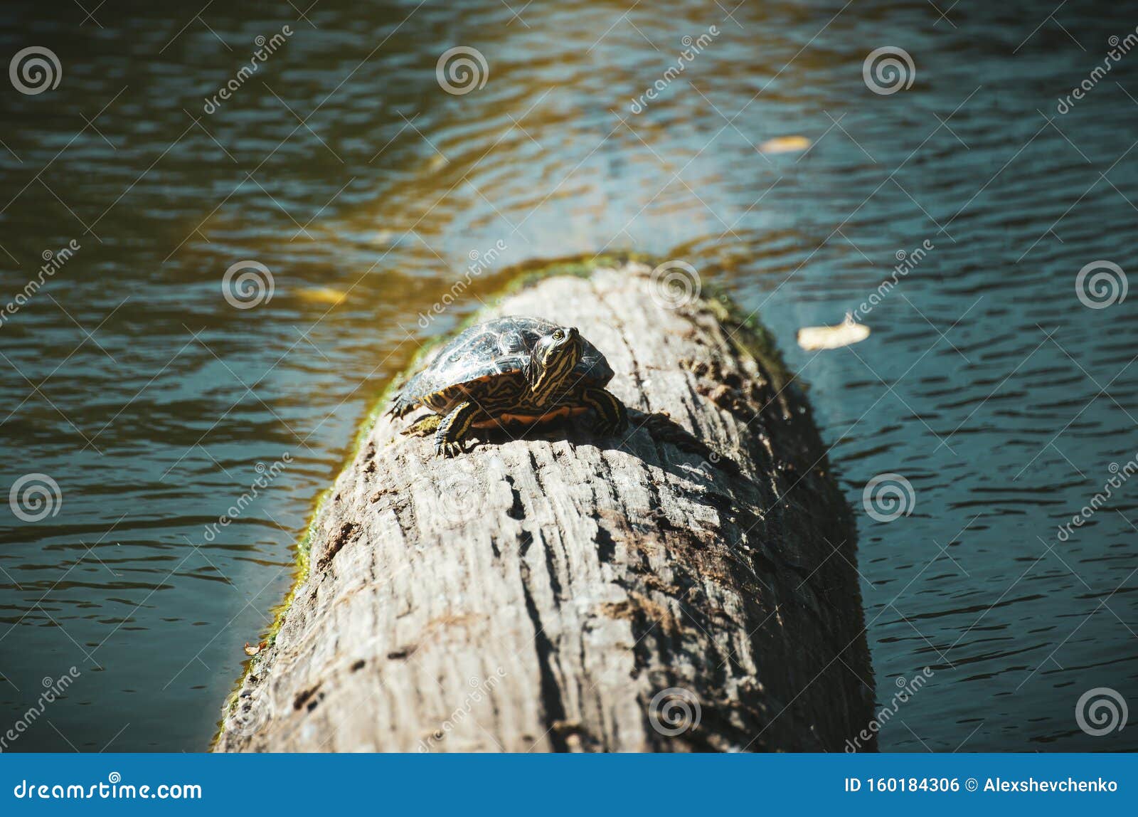Cute Turtle Basking in the Sun Stock Photo - Image of fresh, foliage ...