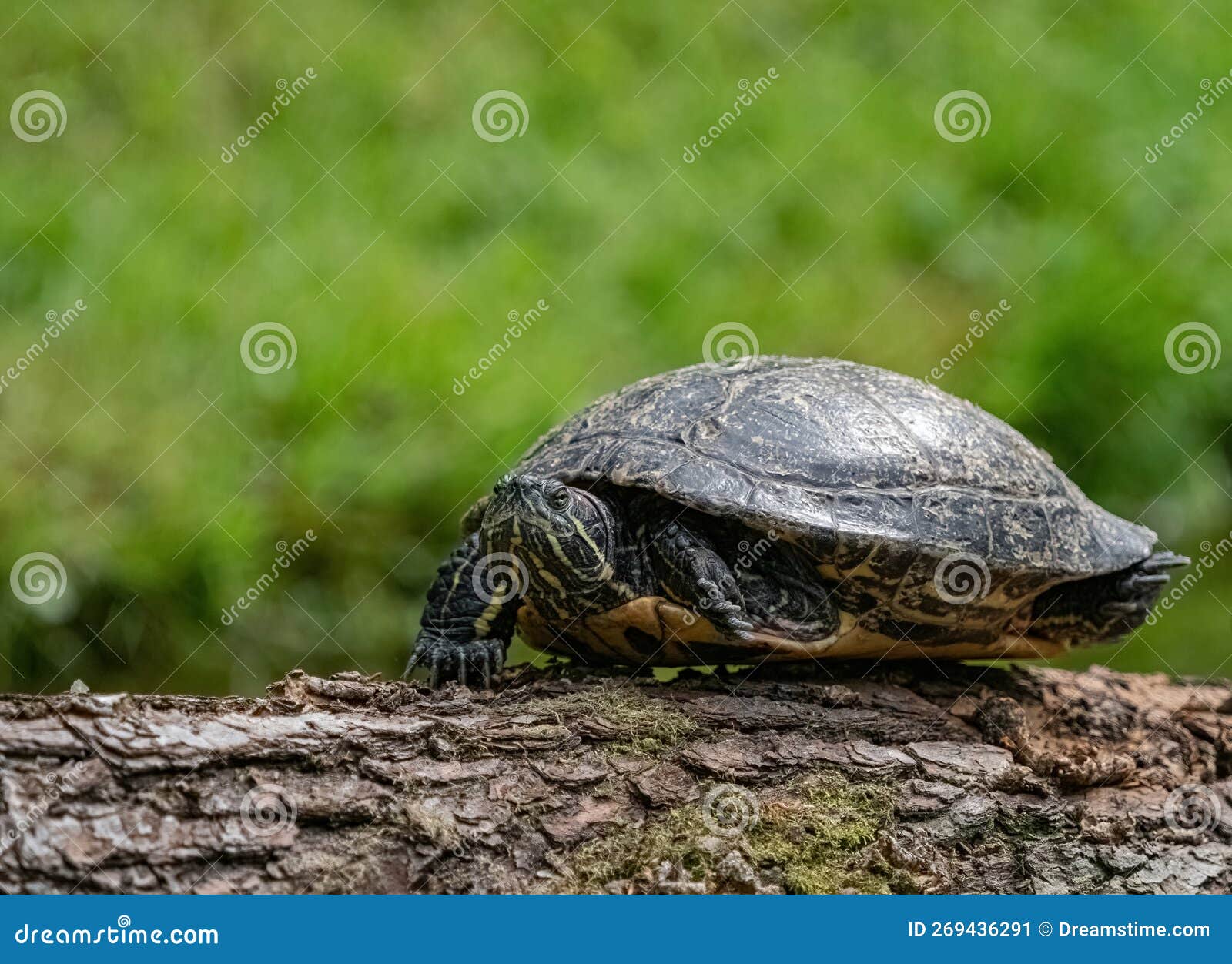 A Cute Turtle Closeup in Thuringia Outdoor Stock Image - Image of ...