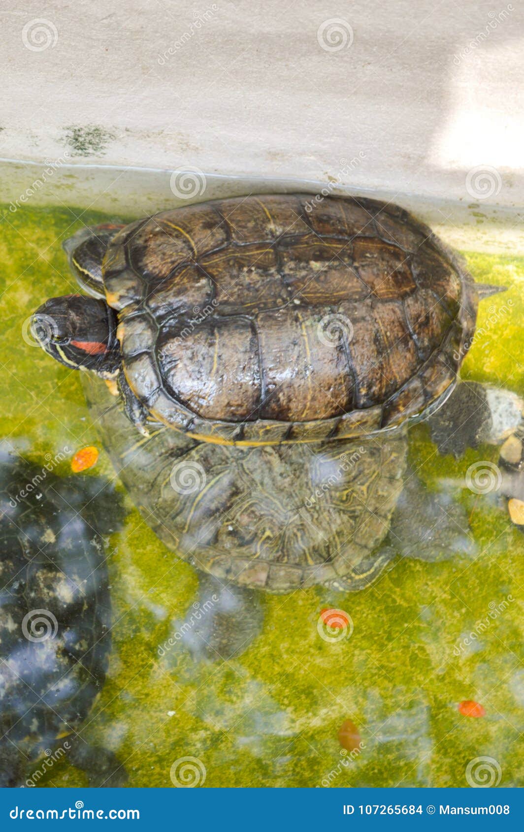 Cute turtle in garden stock photo. Image of garden, conceptual - 107265684