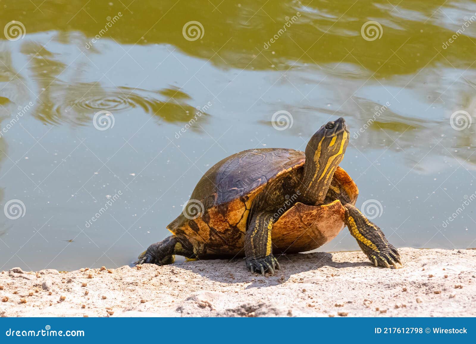 Cute Turtle Getting Out of a Lake Stock Photo - Image of nature, water ...