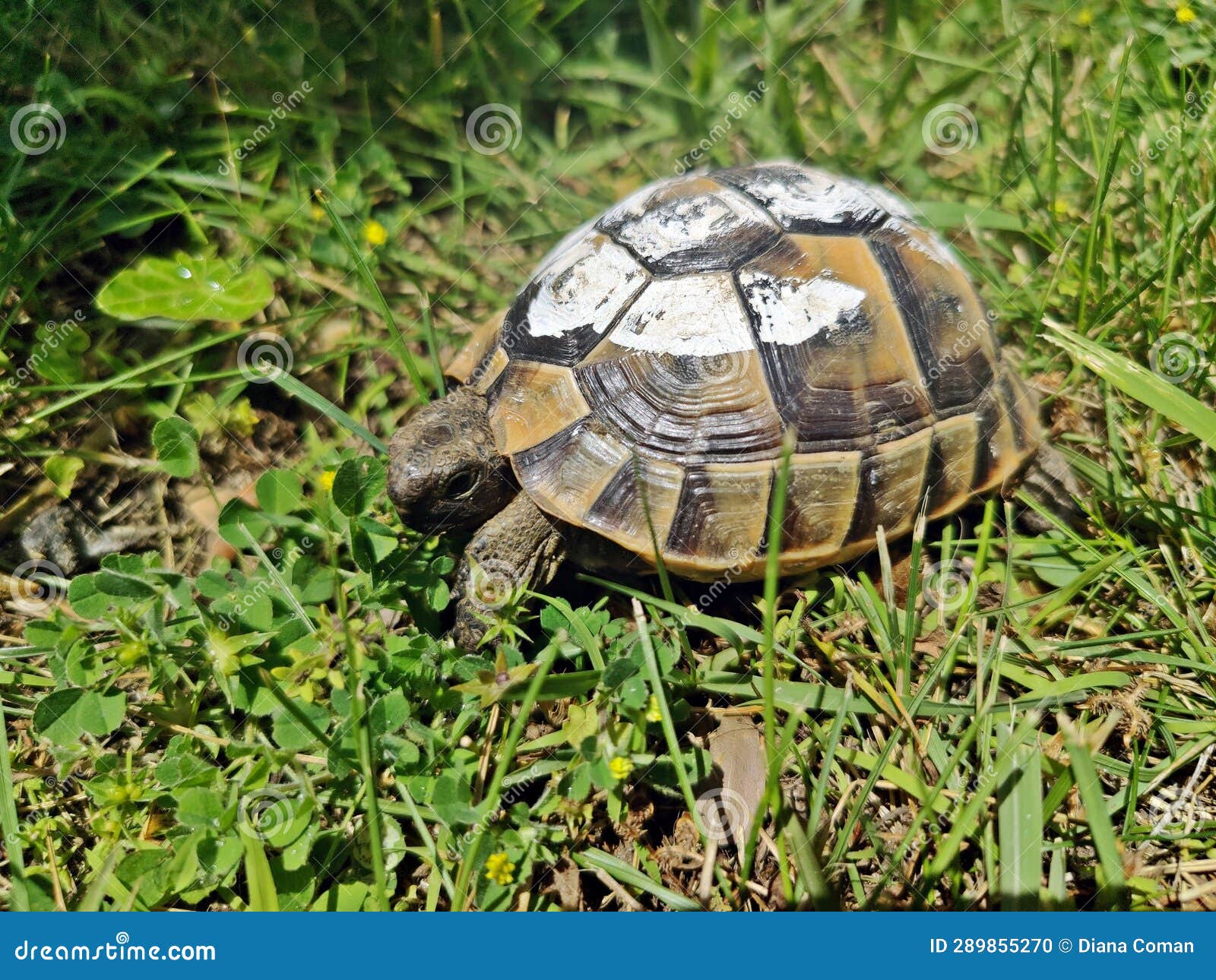 Cute turtle on grass stock photo. Image of grass, serpent - 289855270