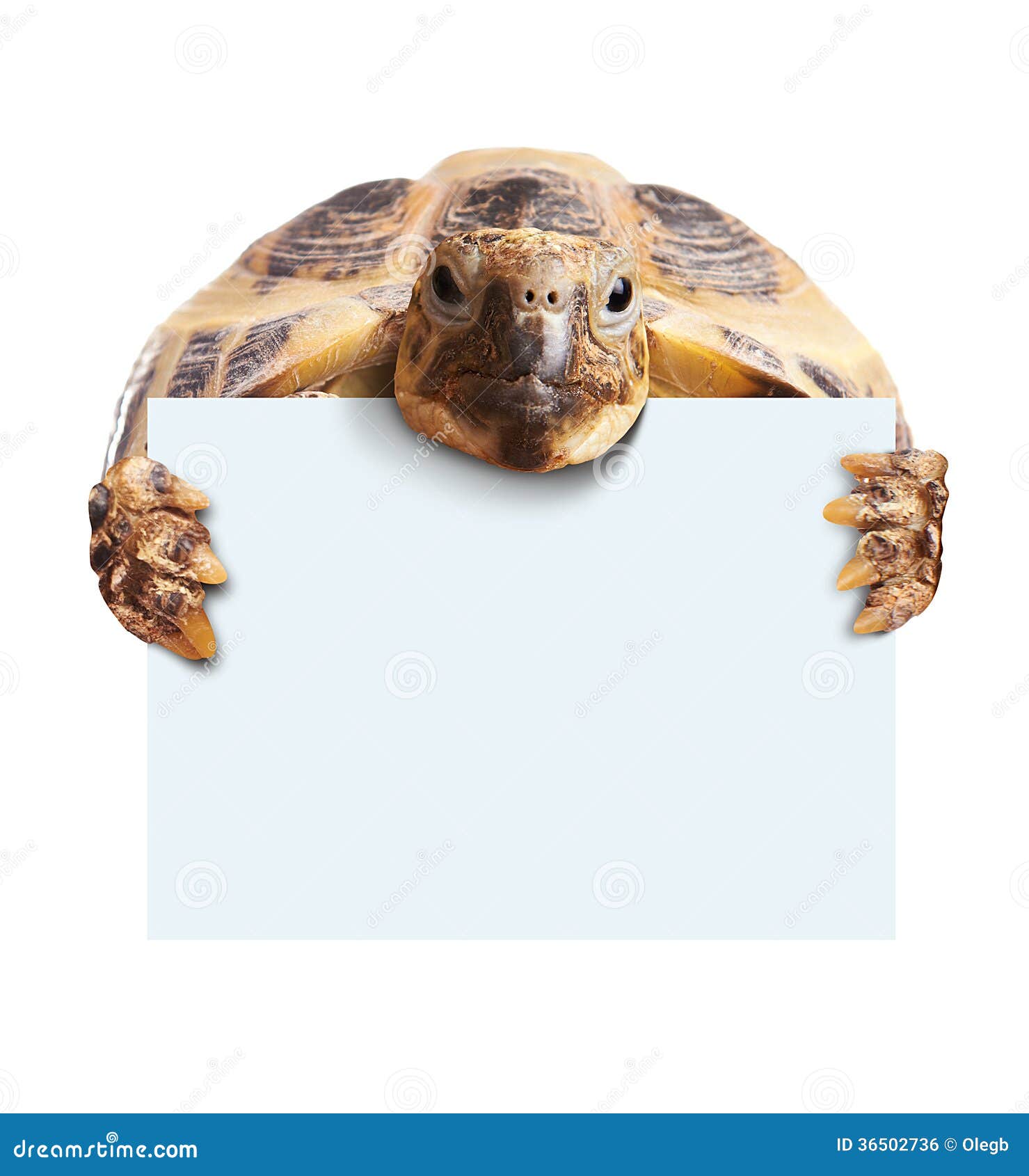 Cute Turtle Holding a Blank White Board Stock Photo - Image of sign ...